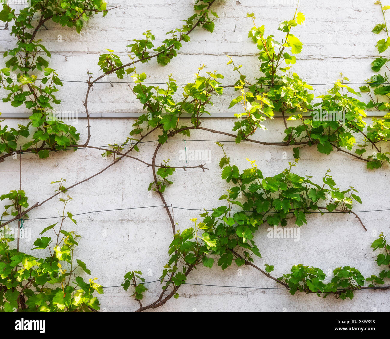 Green grape leaves. Grapevine on white wall in springtime. Floral ...