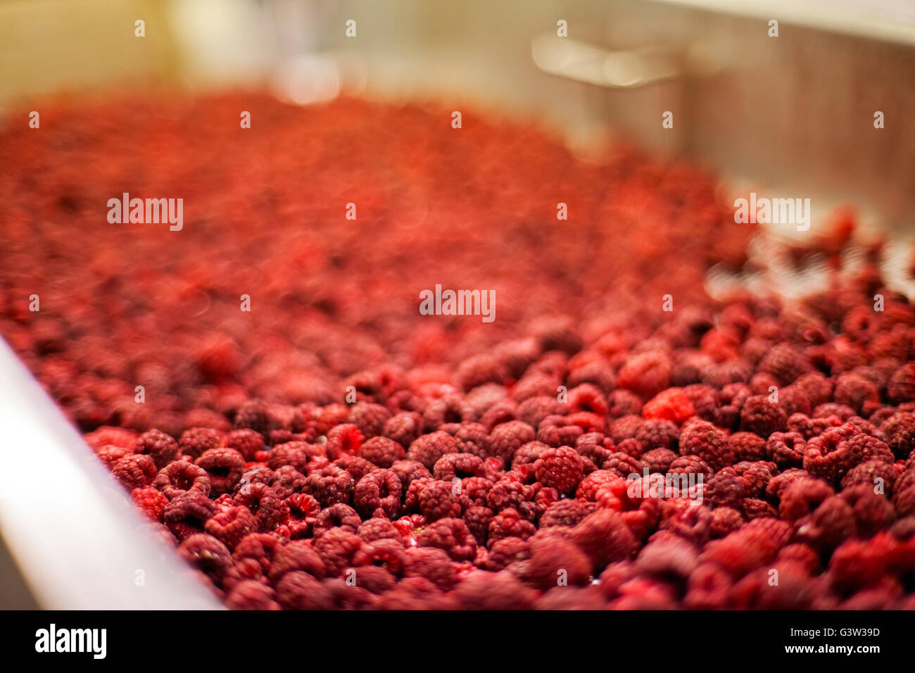 frozen red raspberries in sorting and processing machines Stock Photo ...