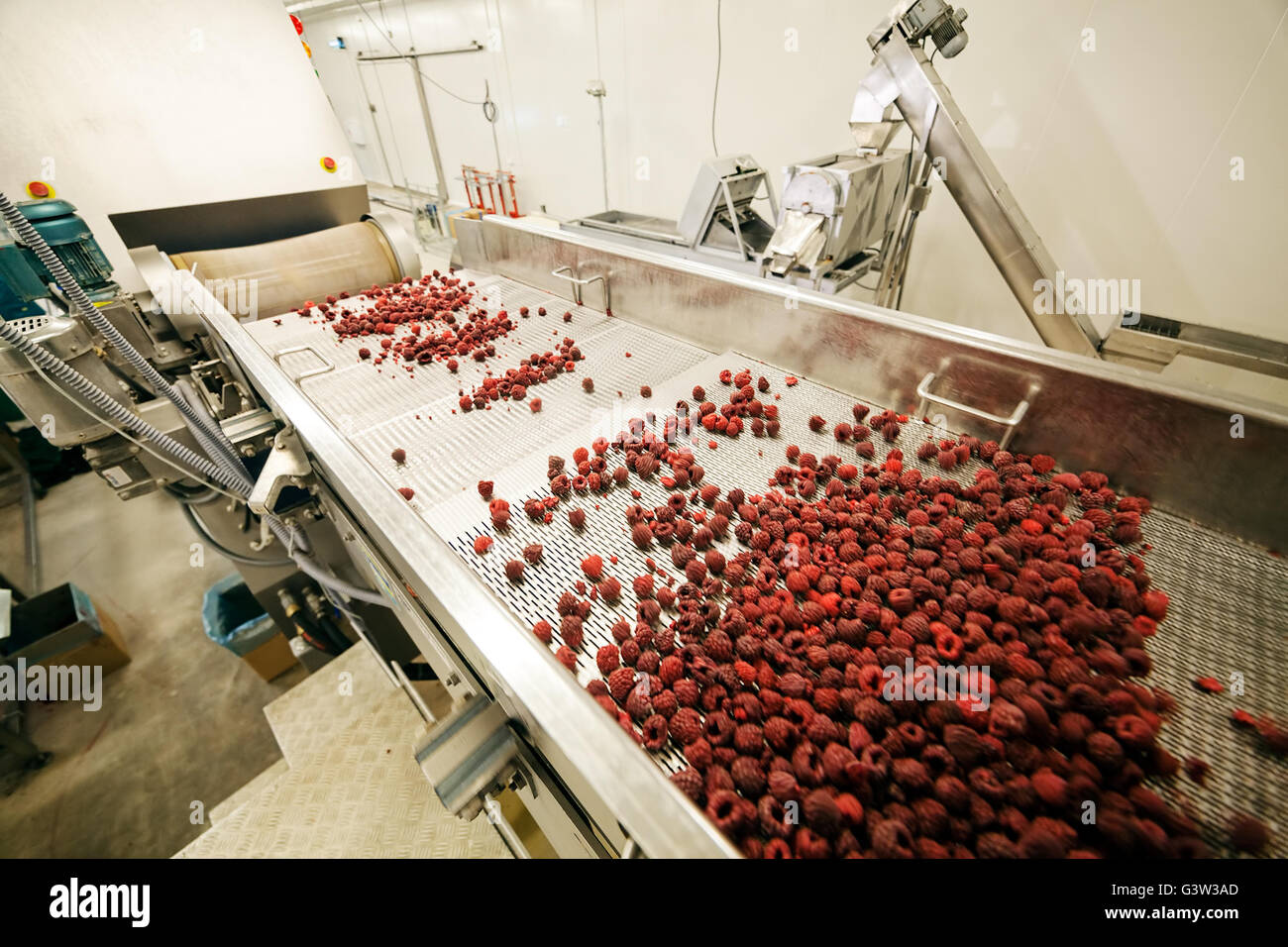 frozen red raspberries in sorting and processing machines Stock Photo ...