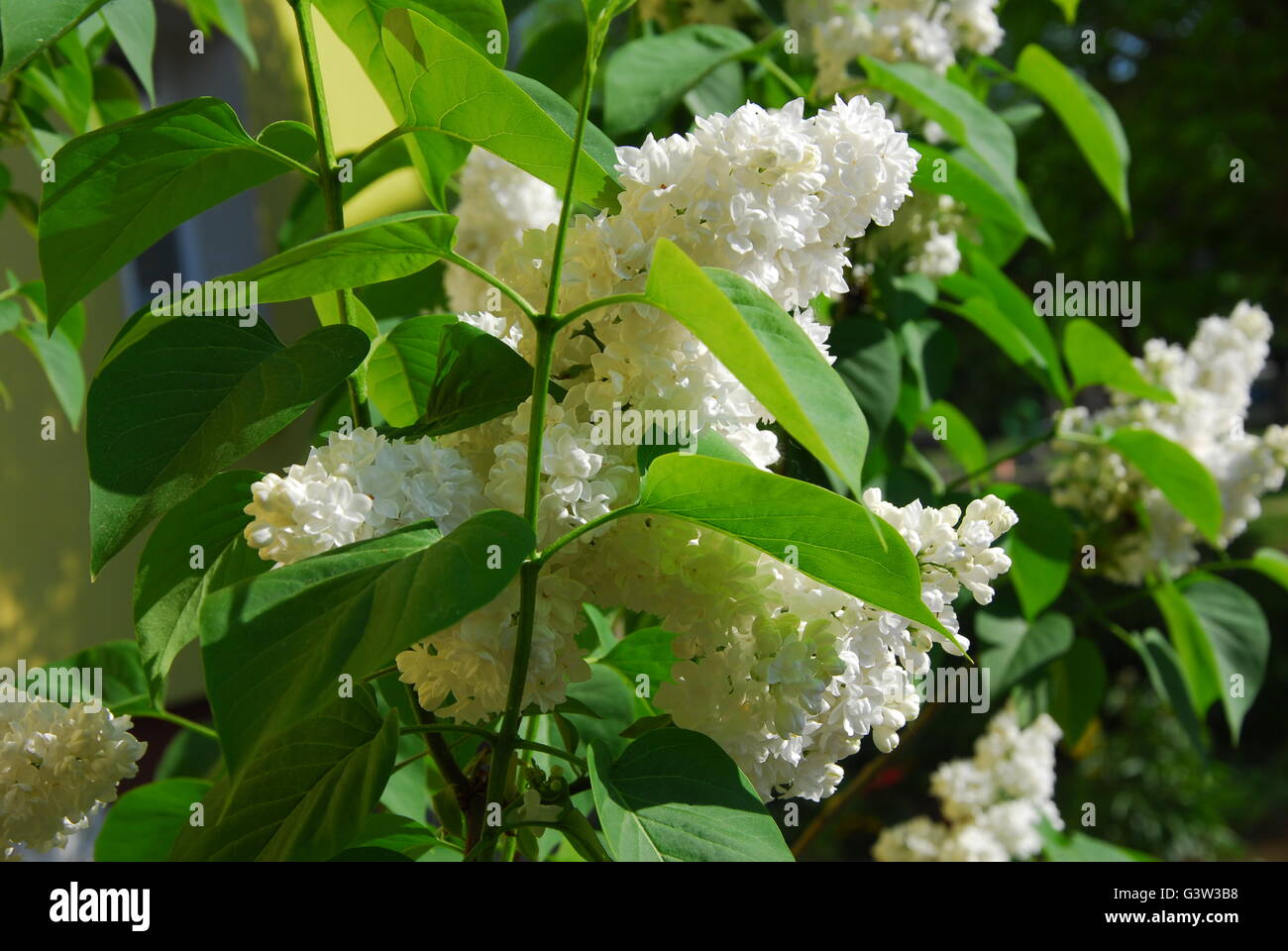 White lilac, syringa vulgaris Stock Photo - Alamy