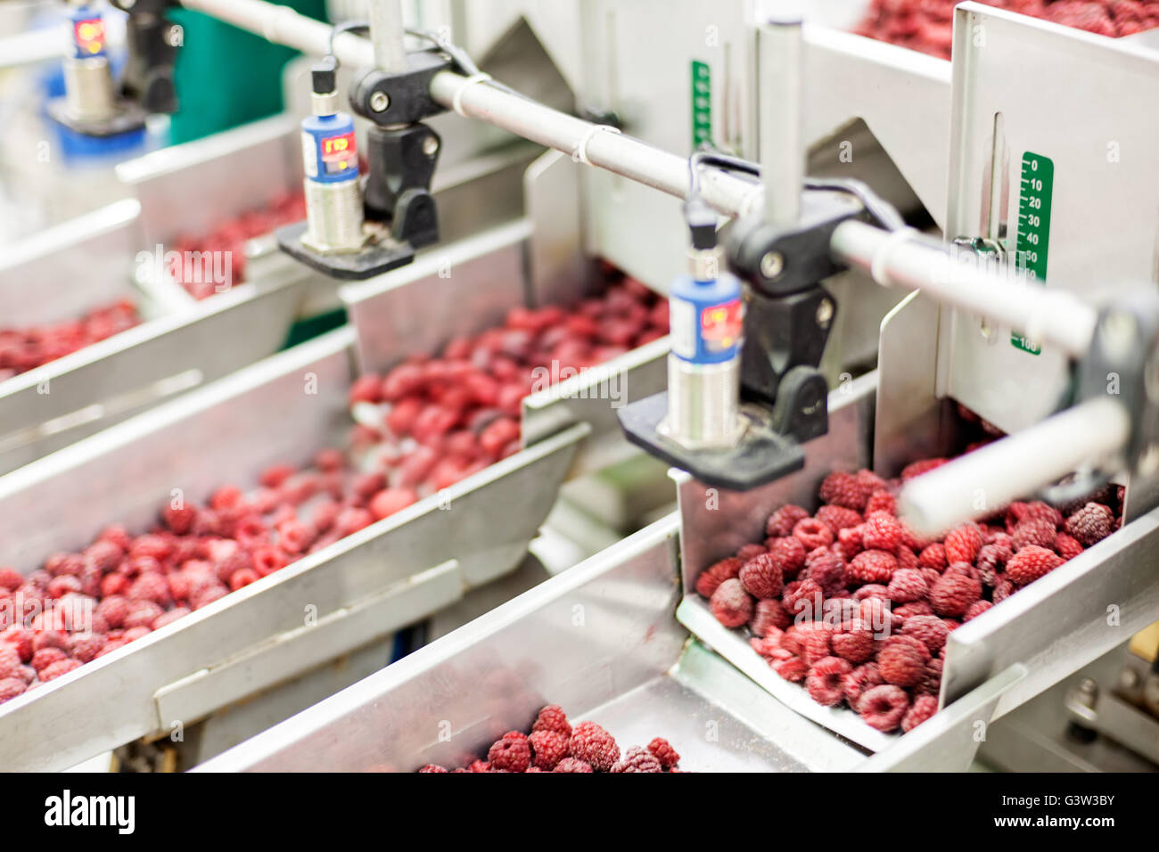 frozen red raspberries in sorting and processing machines Stock Photo ...