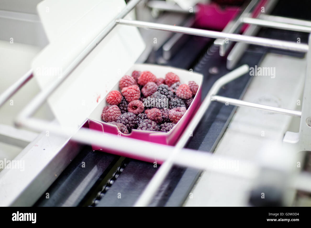 frozen red raspberries in sorting and processing machines Stock Photo ...