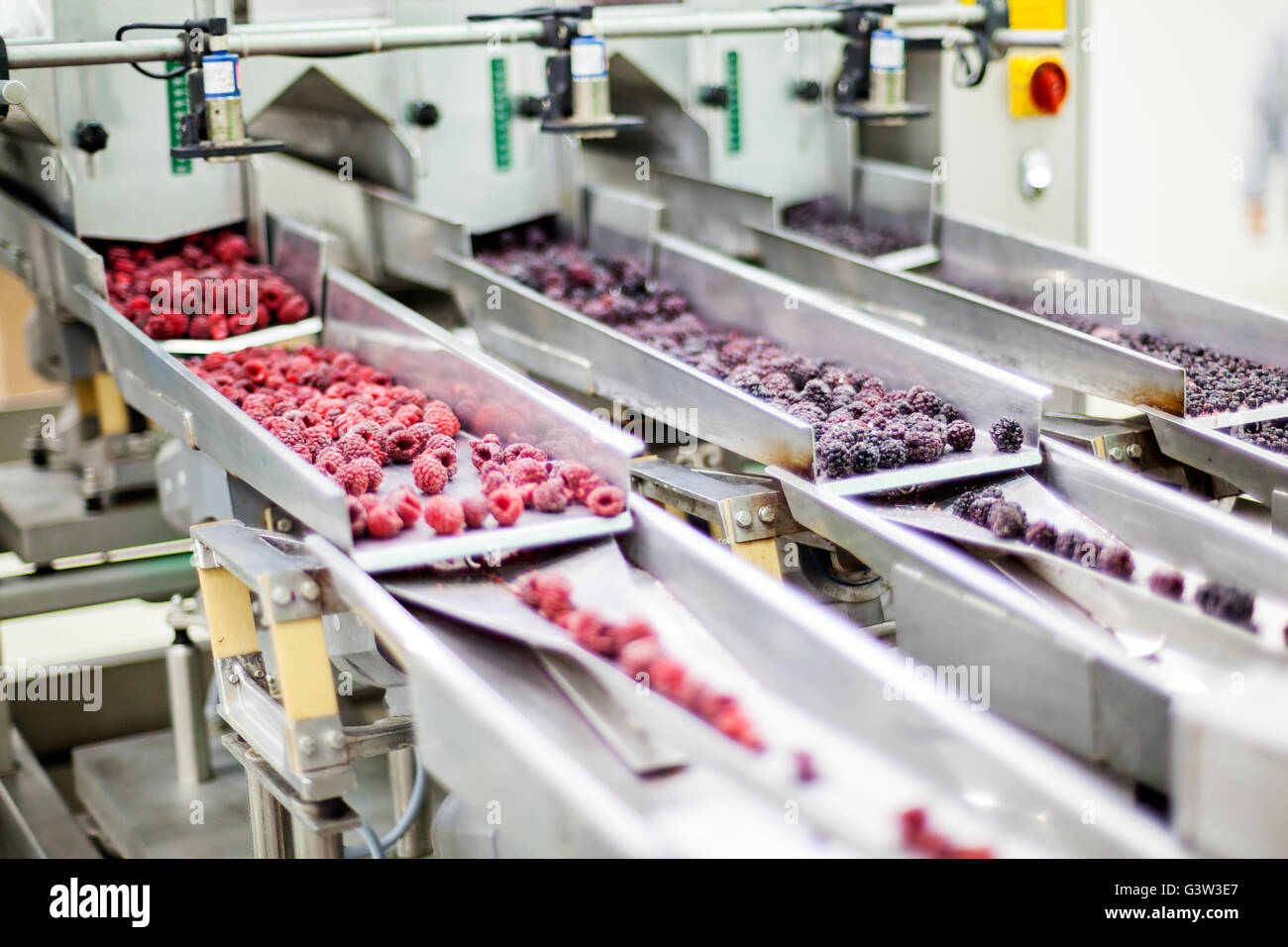 frozen red raspberries in sorting and processing machines Stock Photo ...