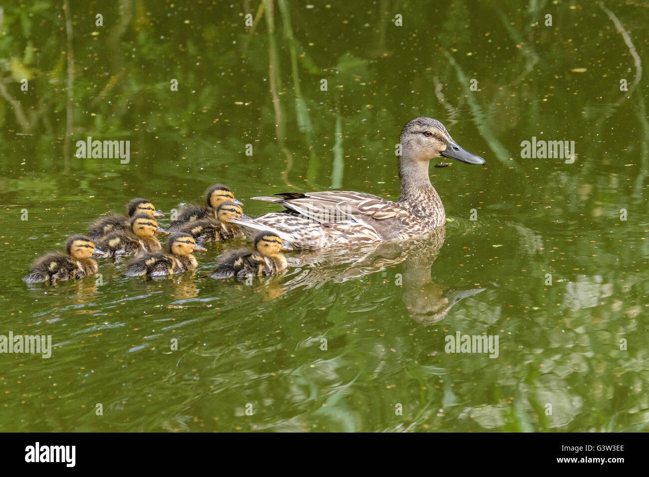 Ducklings following mother hi-res stock photography and images - Alamy