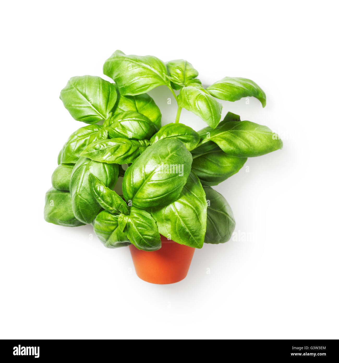 Fresh basil leaves in flower pot isolated on white background. Single ...