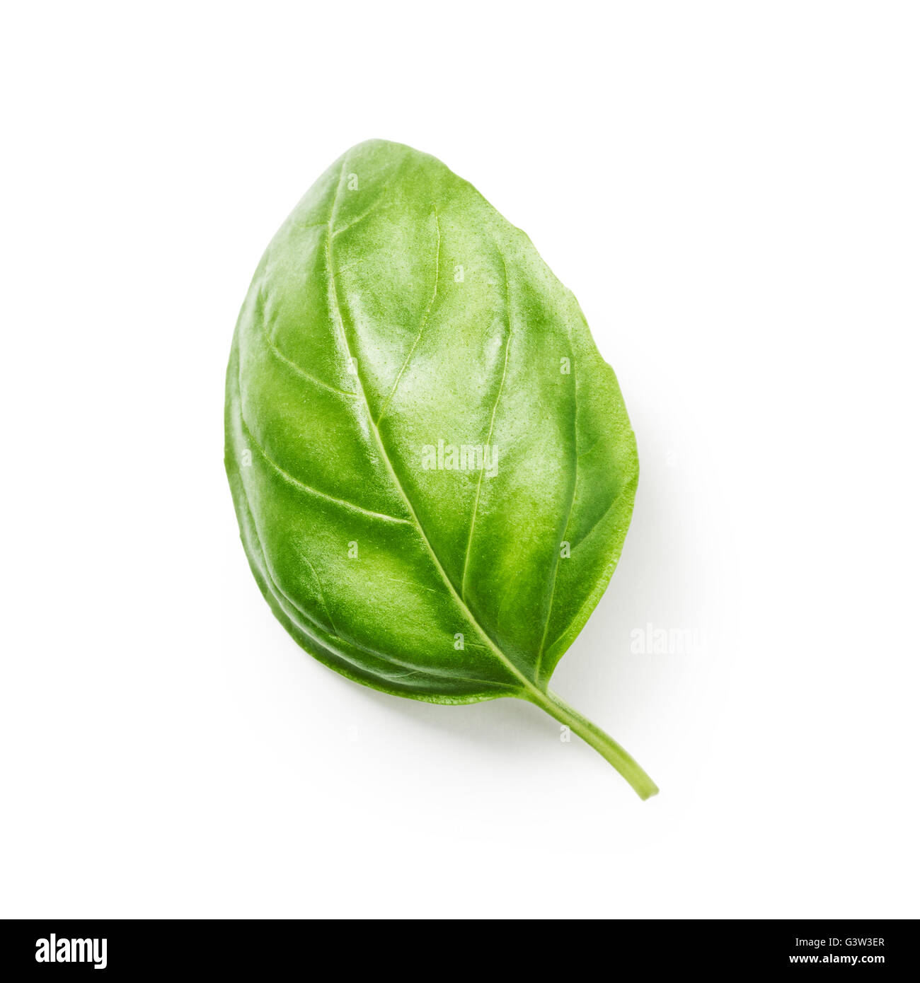 Fresh basil leaf isolated on white background. Single object with ...