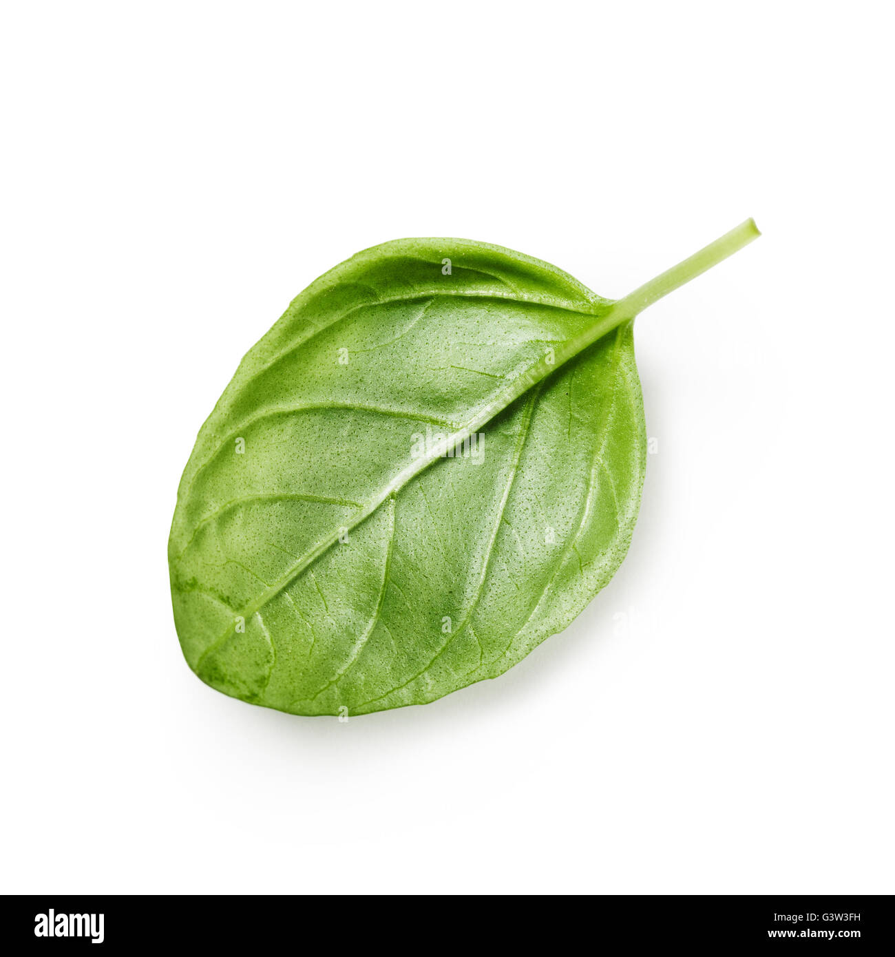 Fresh basil leaf isolated on white background. Single object with ...