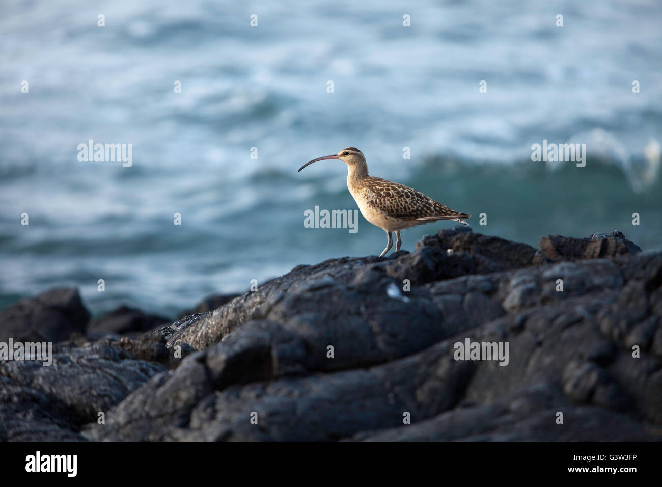 Curlew island hi-res stock photography and images - Alamy