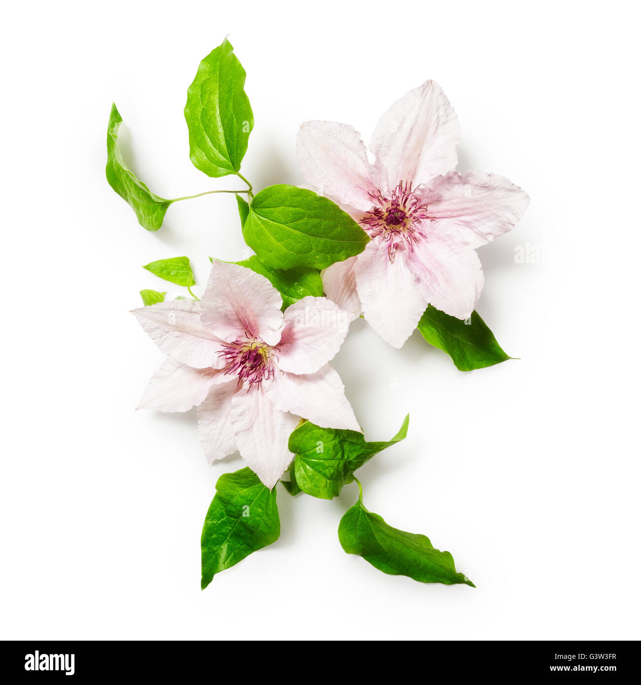 Clematis pink bright flowers bunch isolated on white background ...