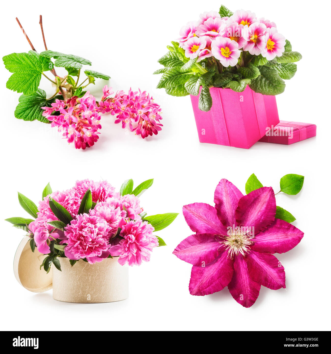 Pink flower collection. Currant flowers, clematis, peony and primrose ...