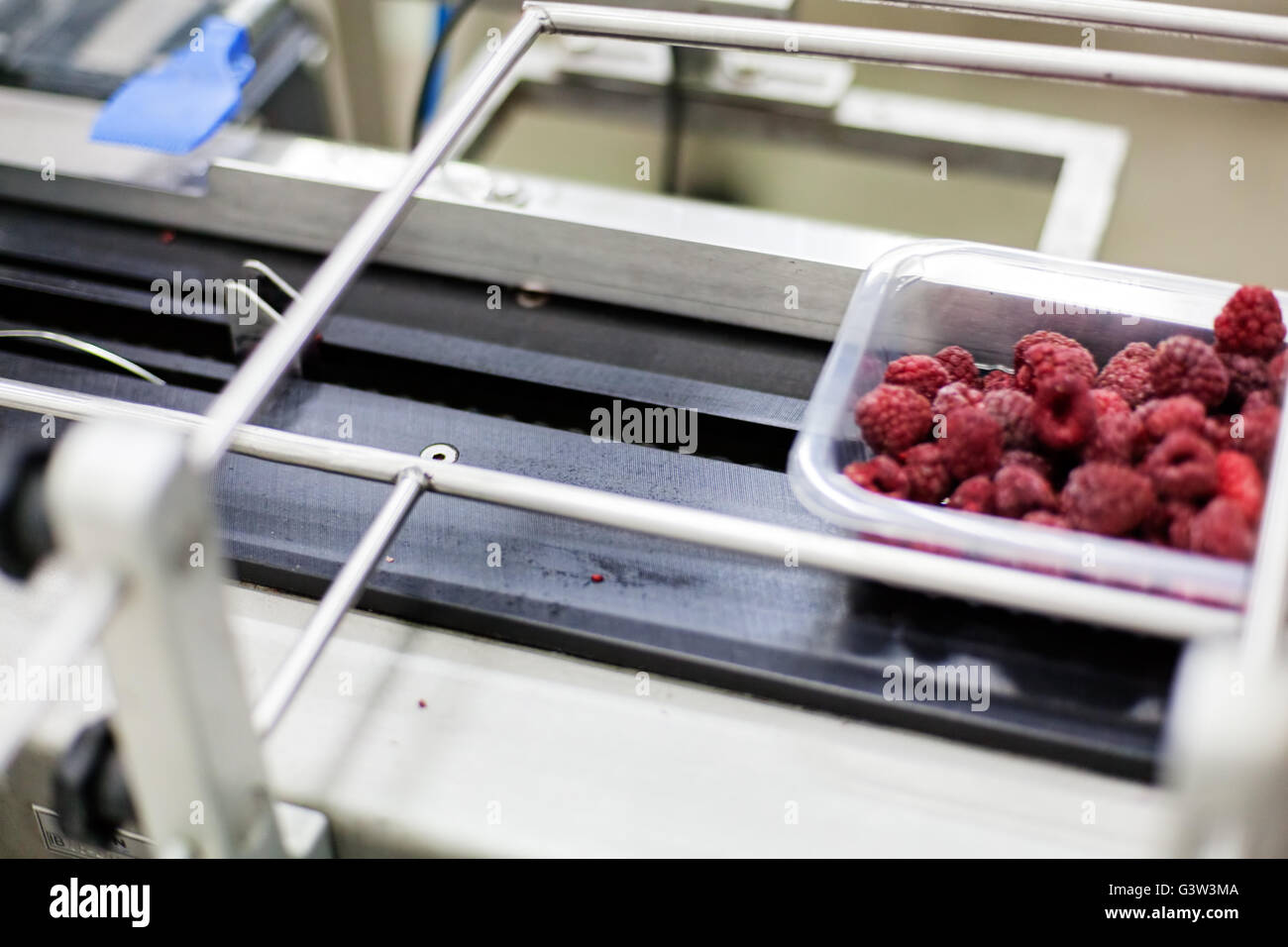 frozen red raspberries in sorting and processing machines Stock Photo ...