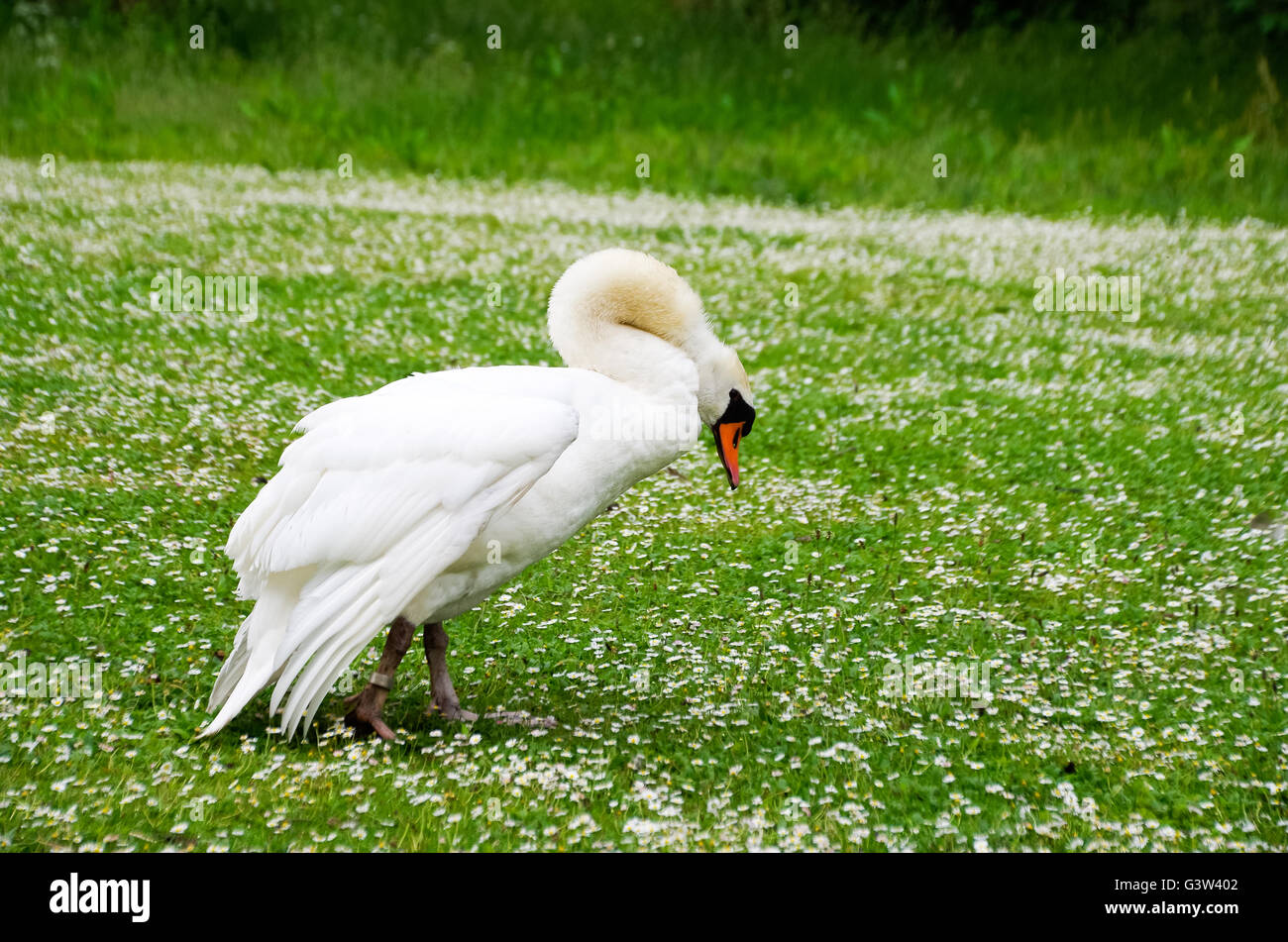 Angry swan hi-res stock photography and images - Alamy