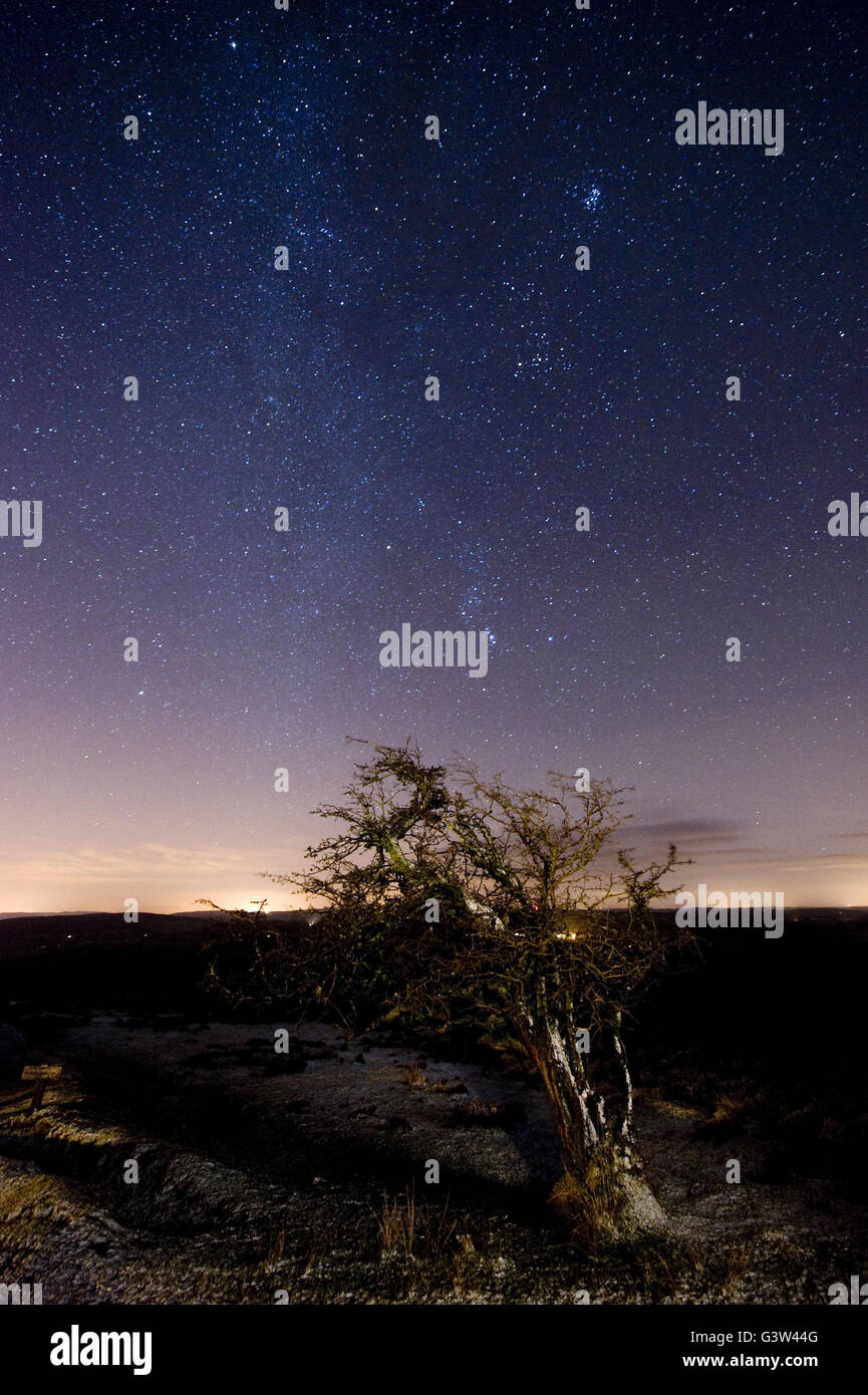 A weathered tree is pictured with the starry night sky over Exmoor ...