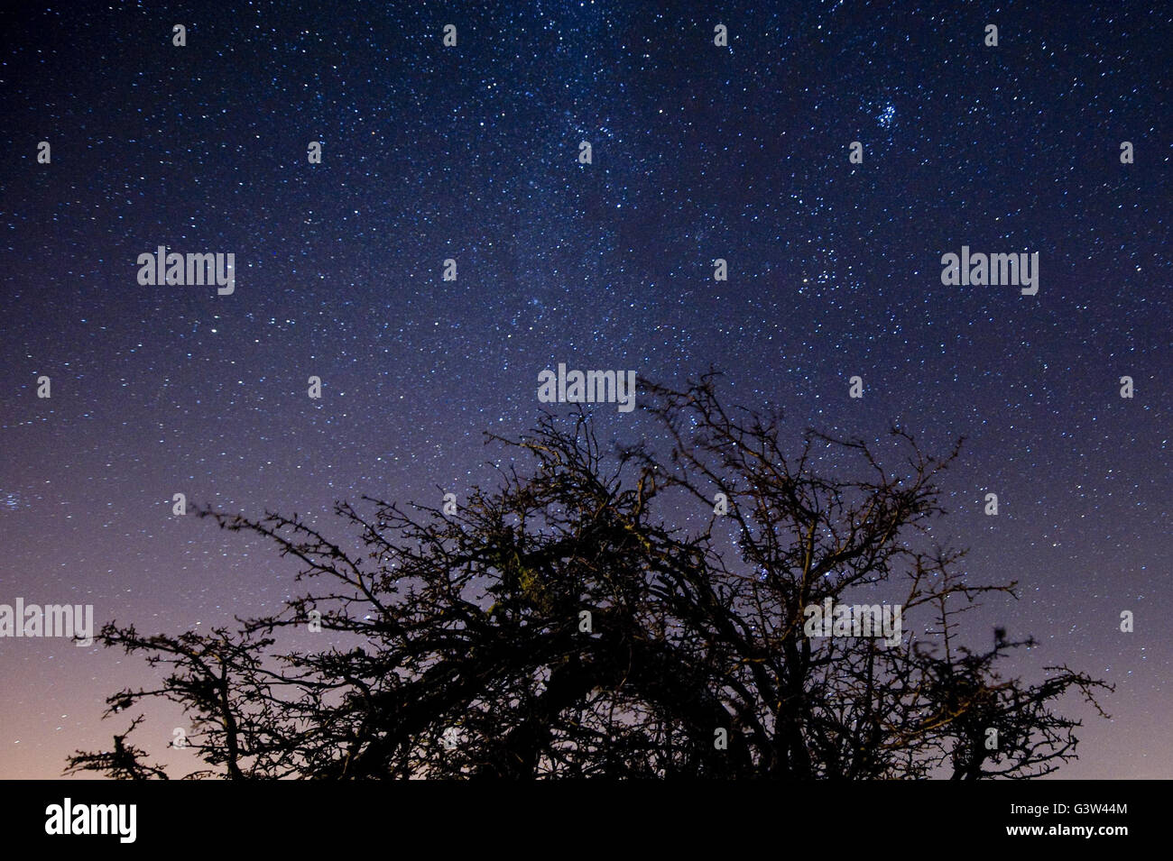 A weathered tree is pictured with the starry night sky over Exmoor ...