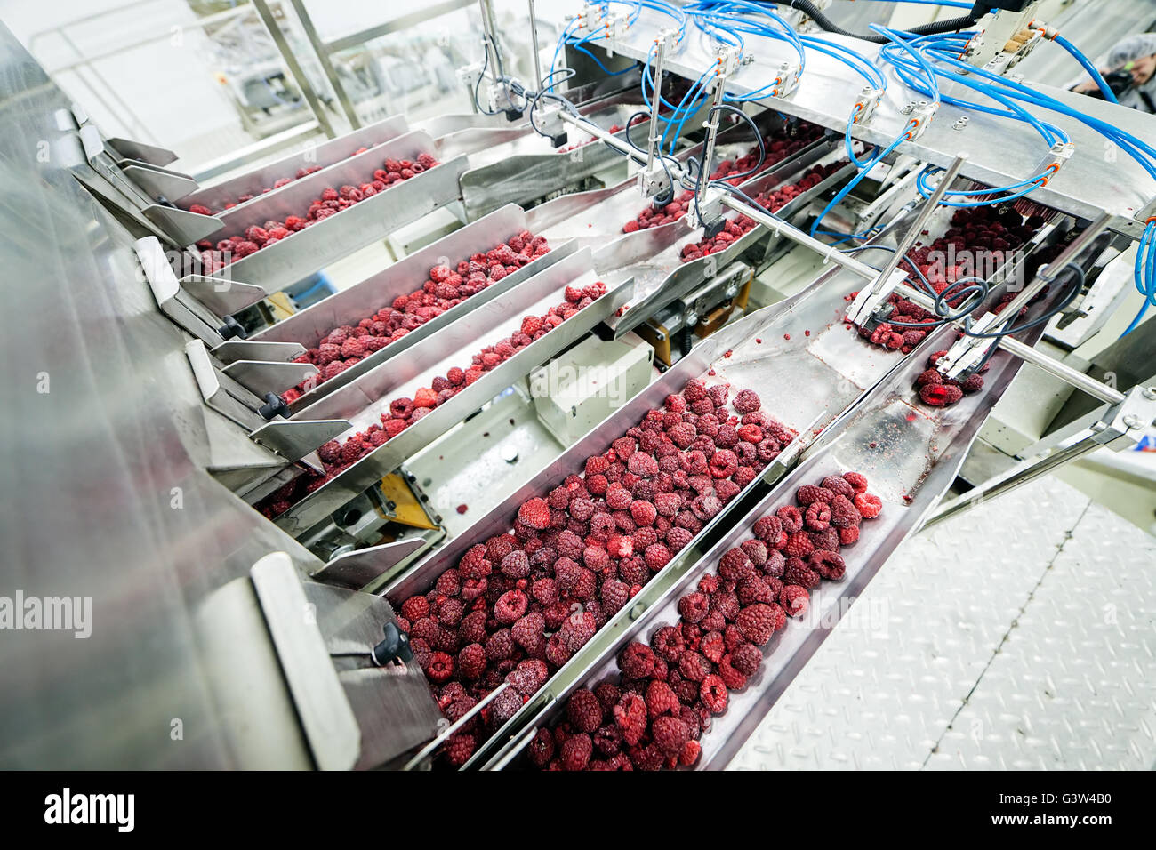 frozen red raspberries in sorting and processing machines Stock Photo ...
