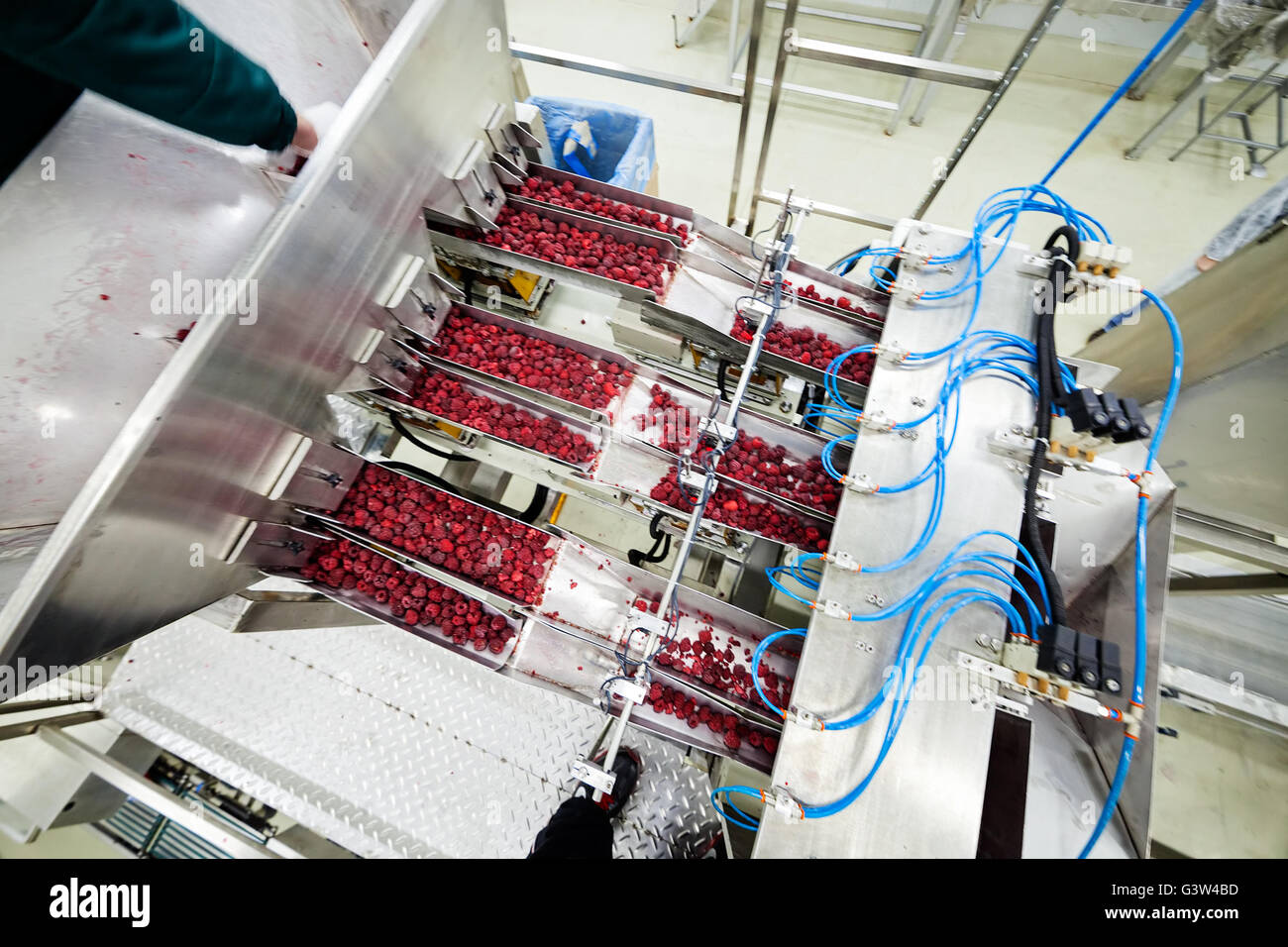 frozen red raspberries in sorting and processing machines Stock Photo ...