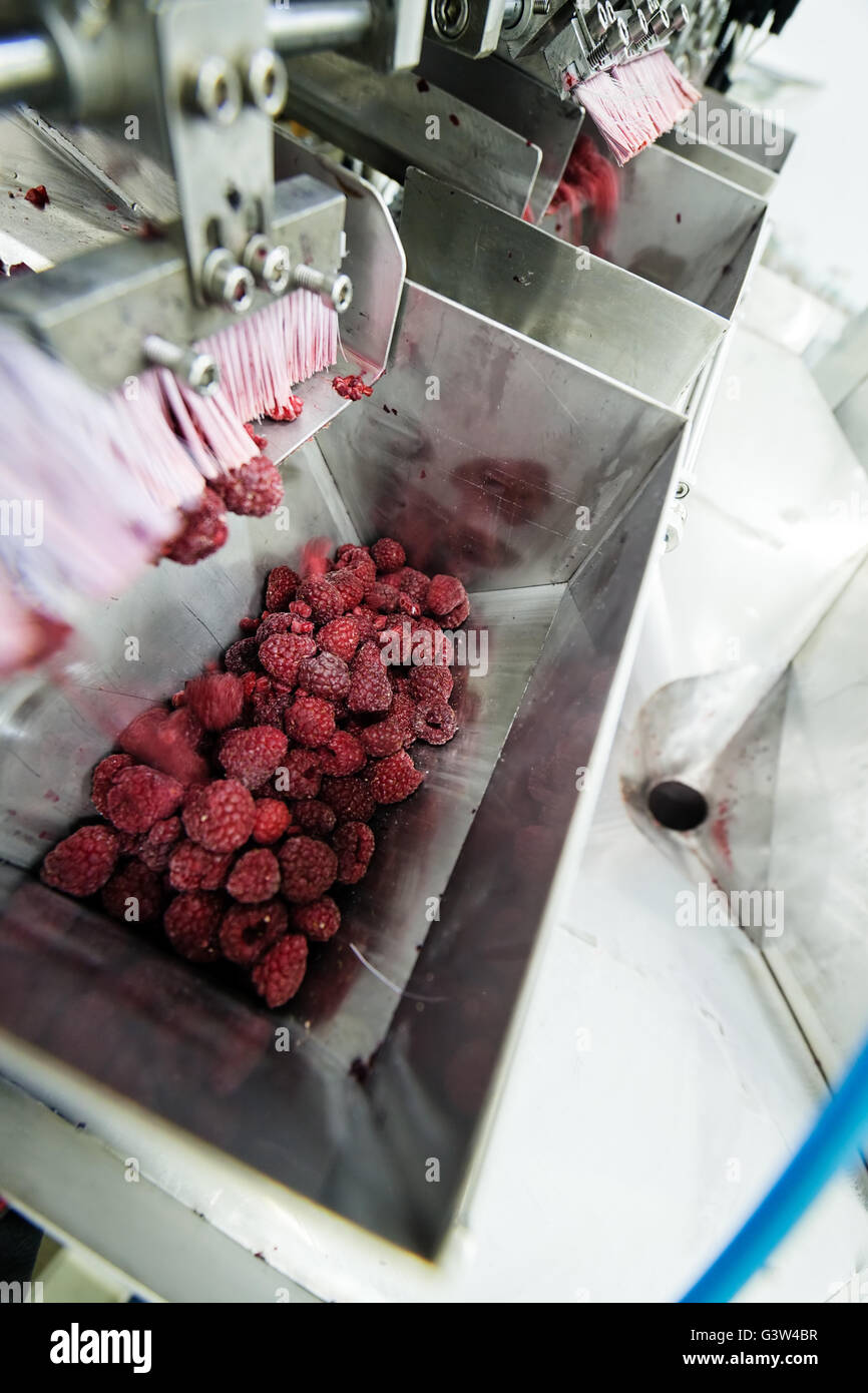 frozen red raspberries in sorting and processing machines Stock Photo ...