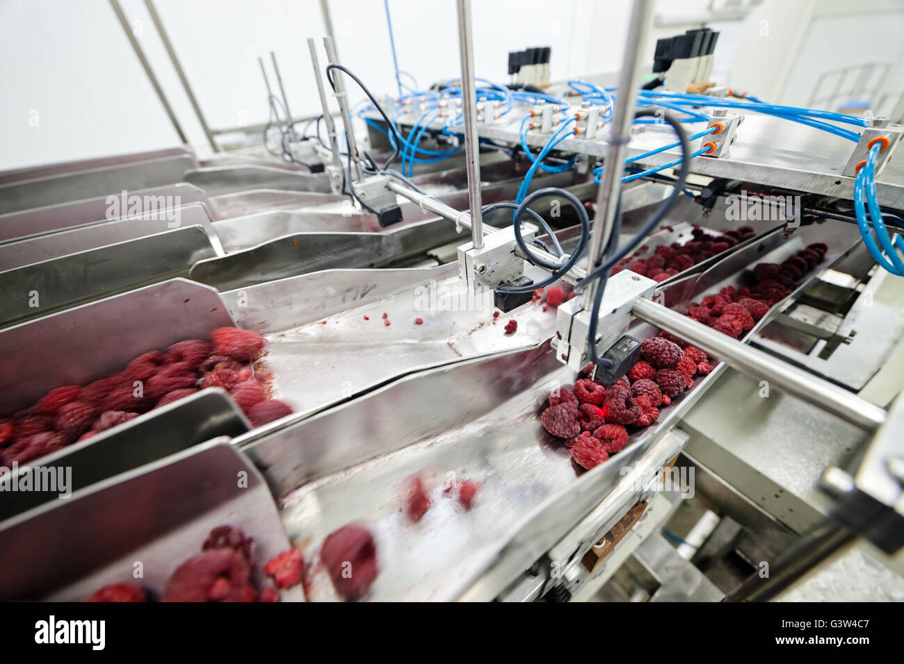 frozen red raspberries in sorting and processing machines Stock Photo ...
