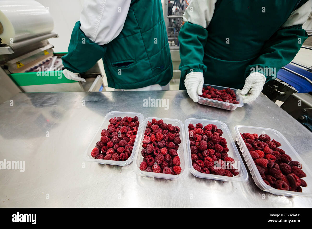 frozen red raspberries in sorting and processing machines Stock Photo ...