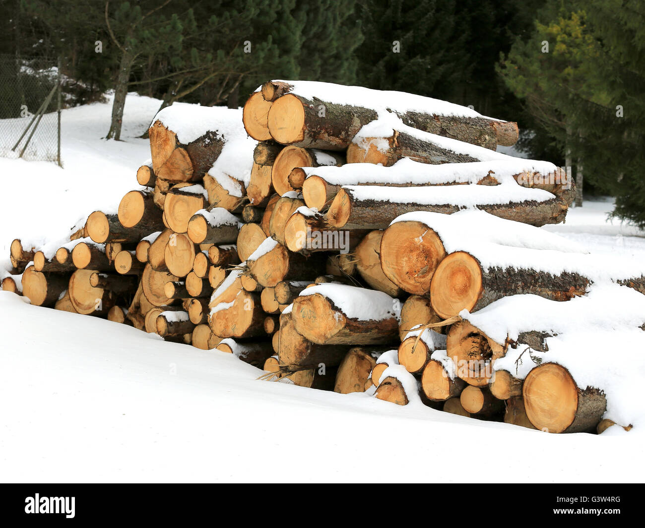 wooden logs under snow in forest Stock Photo - Alamy