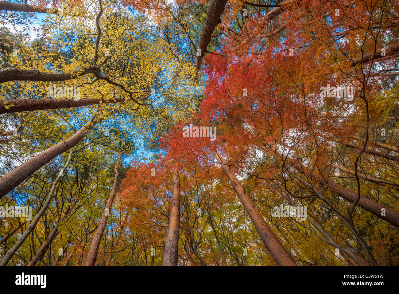 Tree color hi-res stock photography and images - Alamy