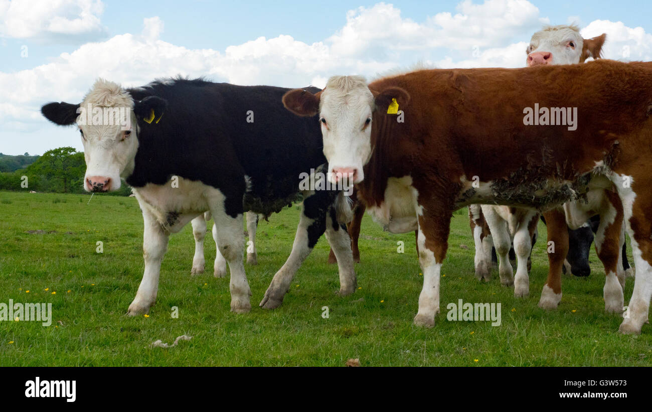 alot of cows Stock Photo - Alamy