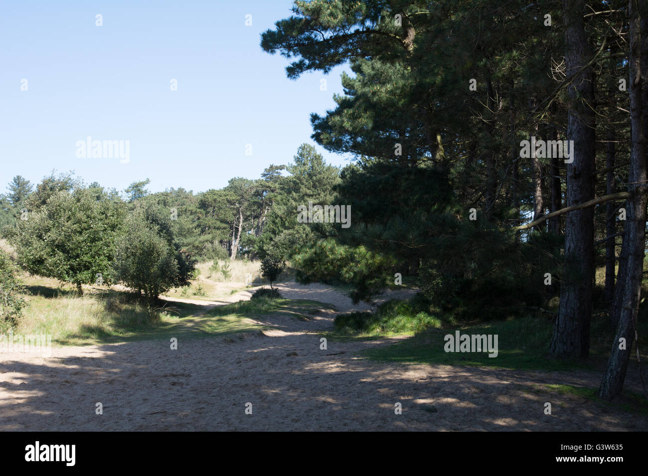 The edge of the pine forest where it meets the beach Stock Photo - Alamy