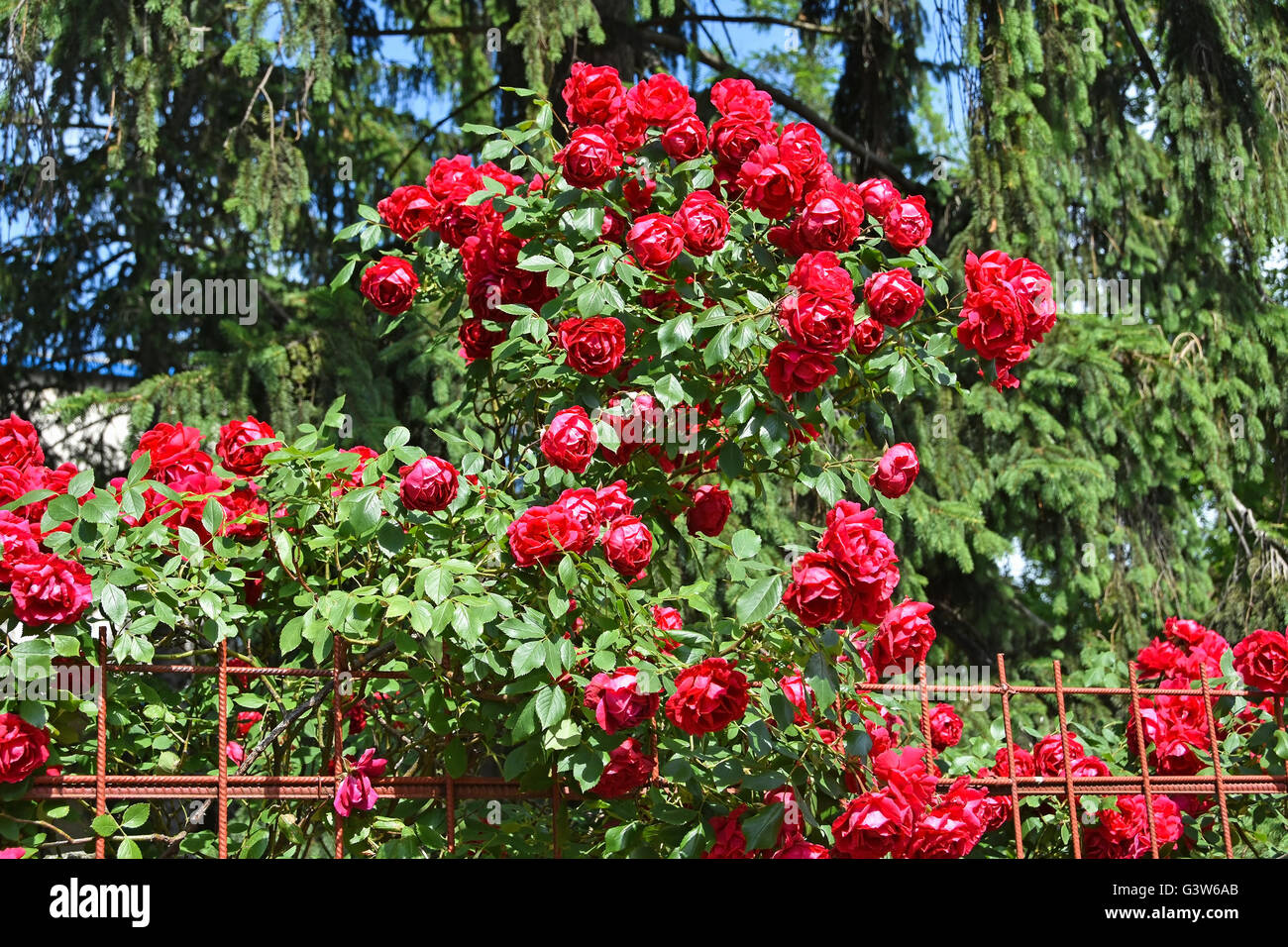 Red rose in fence hi-res stock photography and images - Alamy