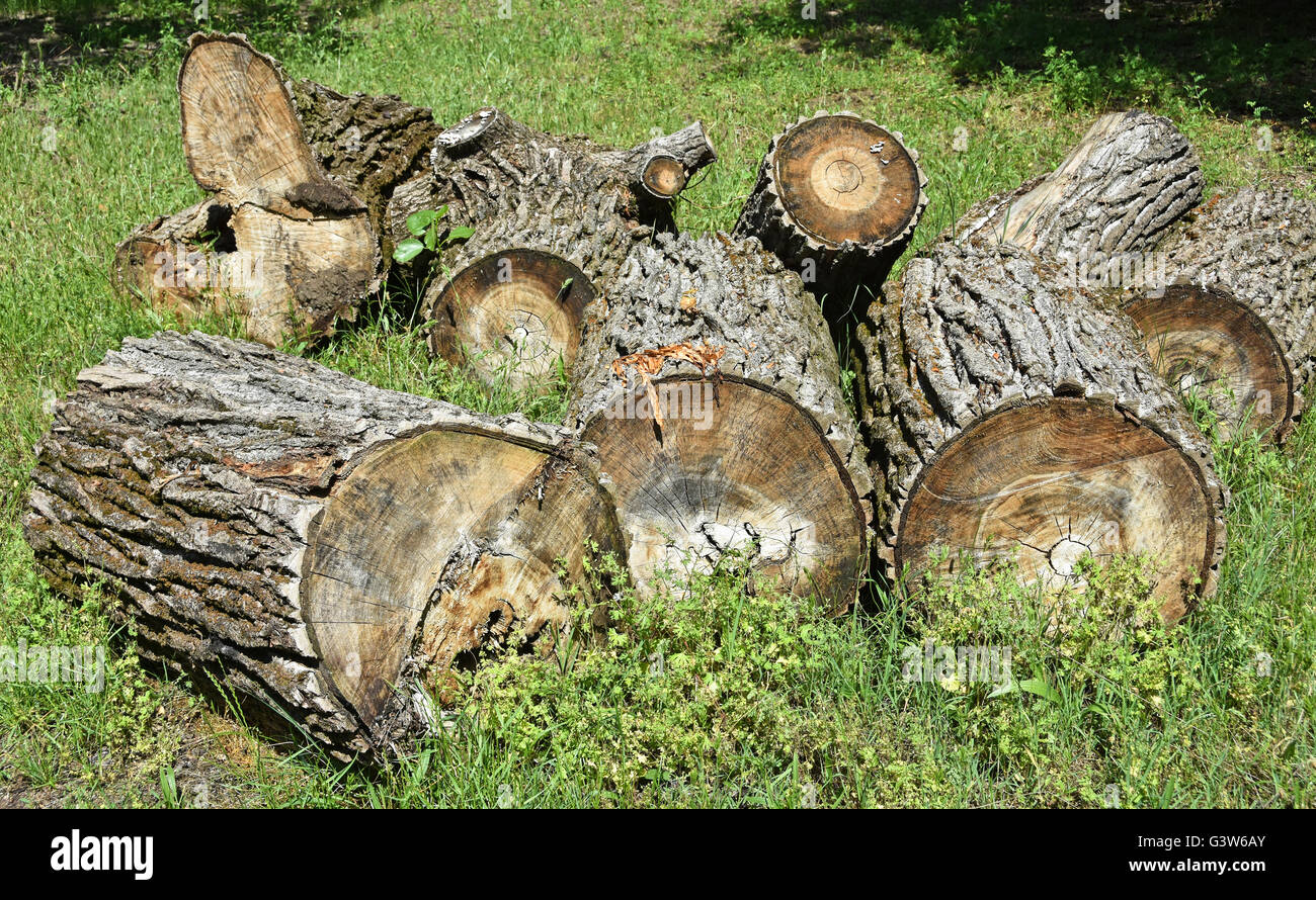 Truncated Tree Stock Photos & Truncated Tree Stock Images - Alamy