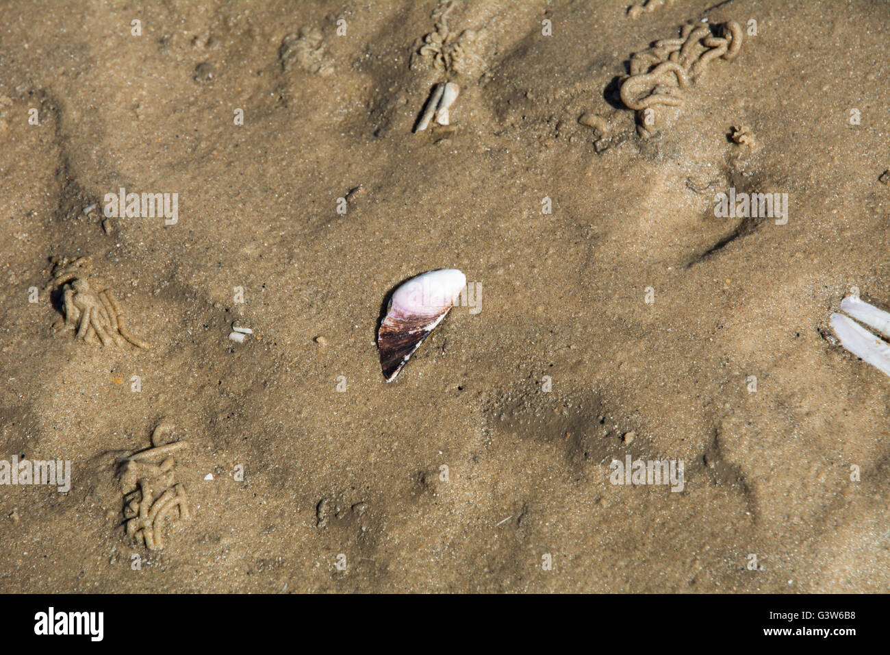 A shell in the sand Stock Photo - Alamy