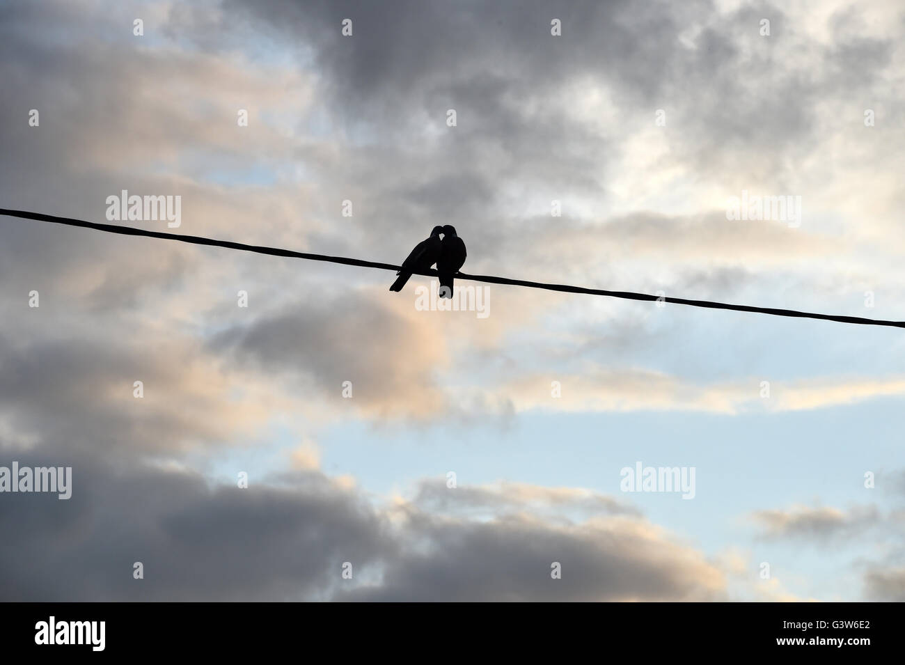 Coy Birds High Resolution Stock Photography and Images - Alamy