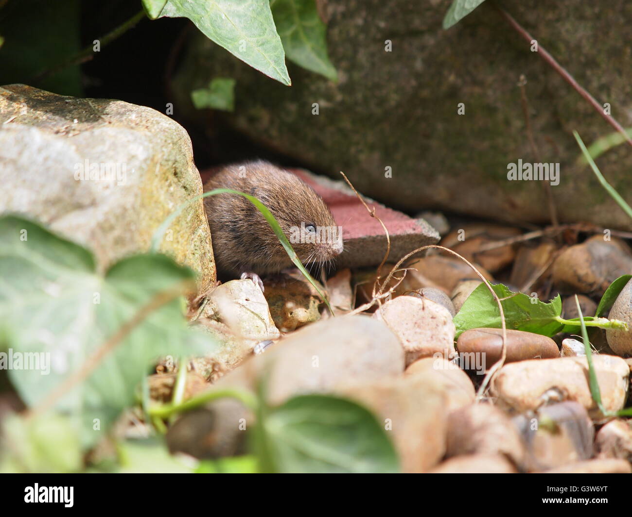 Baby Water Vole High Resolution Stock Photography and Images - Alamy