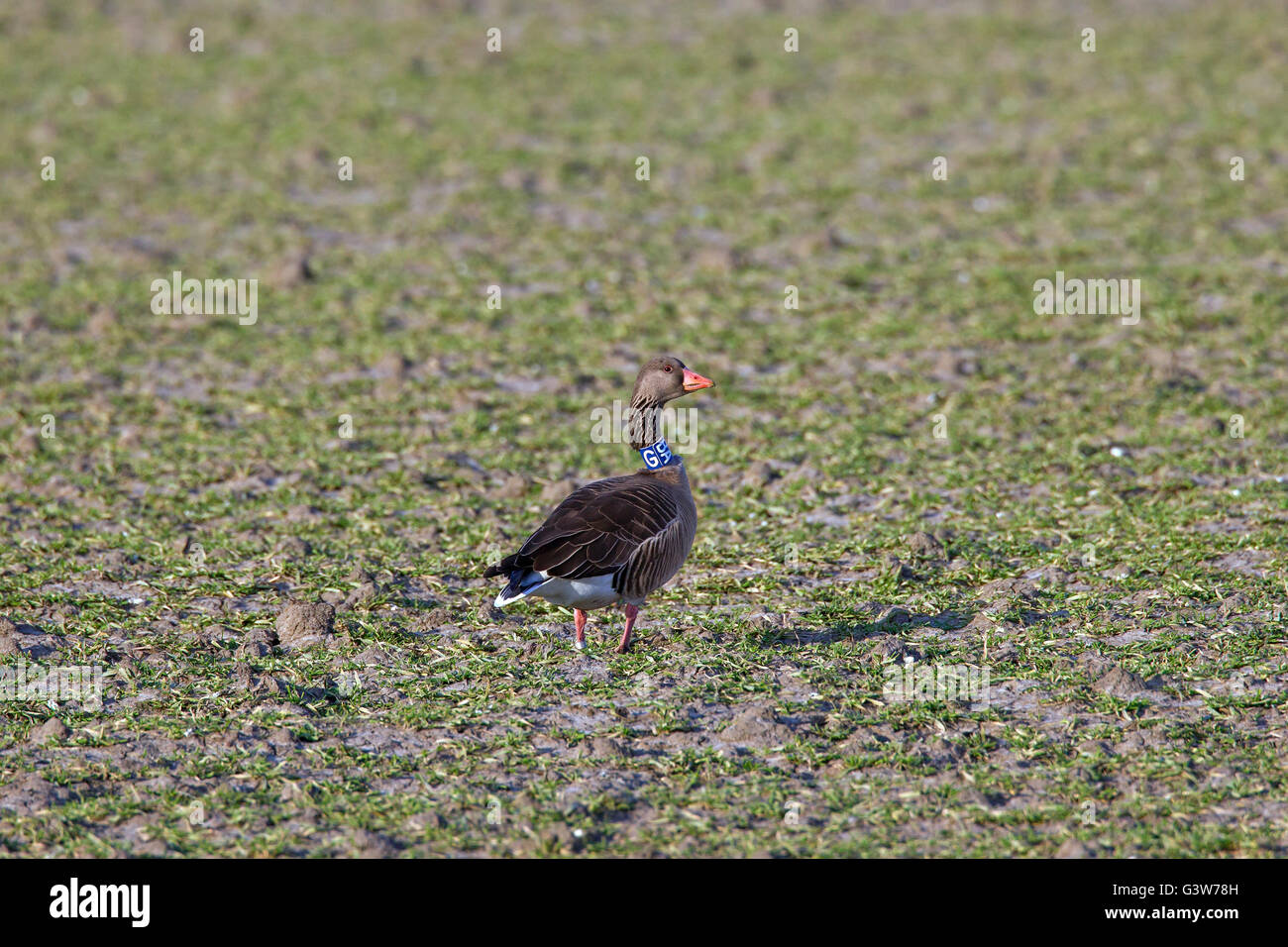Migrating greylag goose / graylag goose (Anser anser) wearing neckband ...