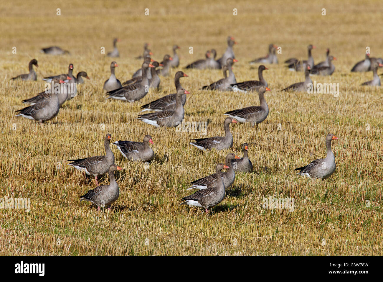 Greylag goose flock / graylag geese (Anser anser) foraging in ...
