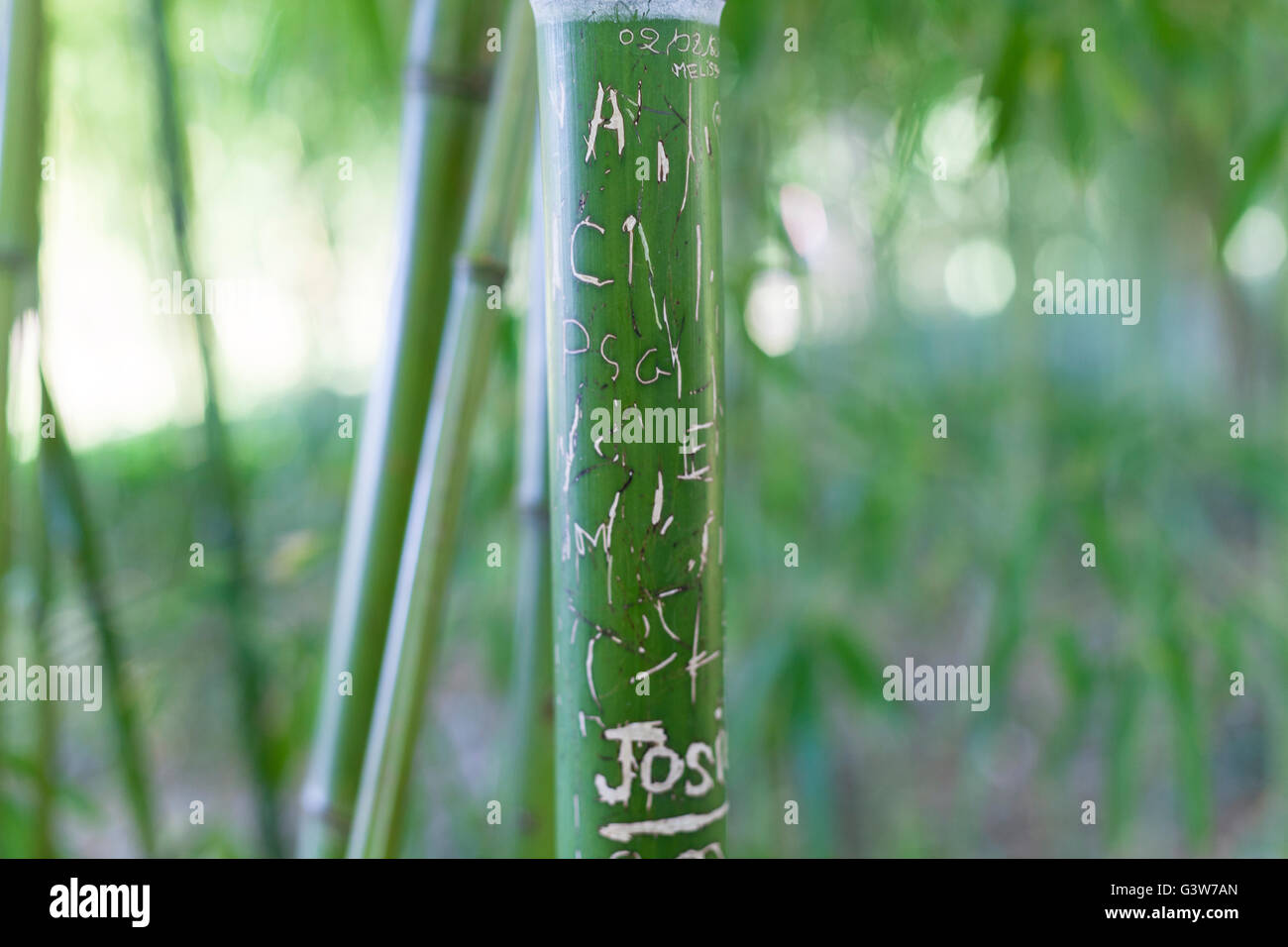 Cane reed hi-res stock photography and images - Alamy