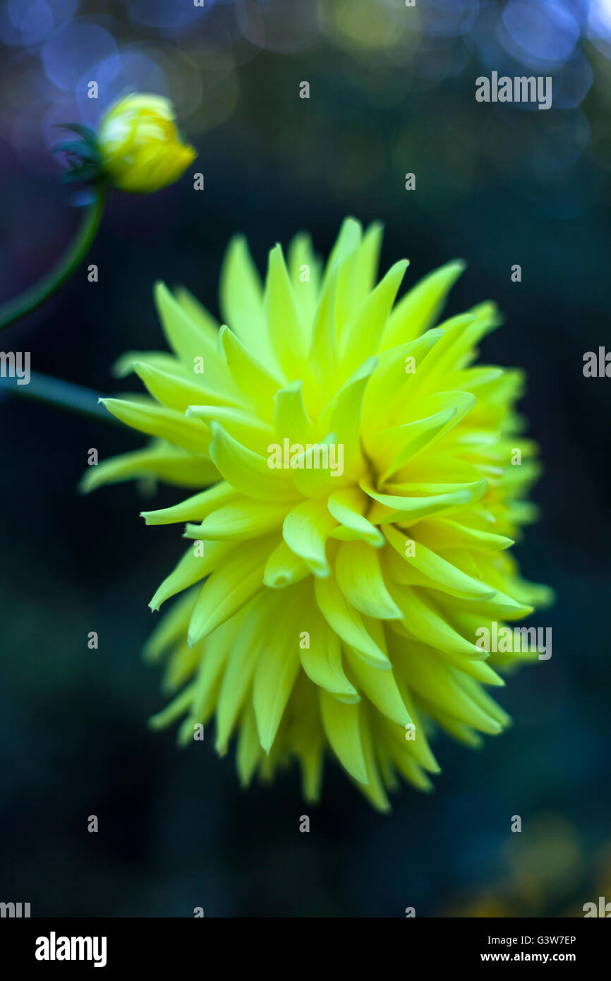 Strange yellow flower Stock Photo - Alamy