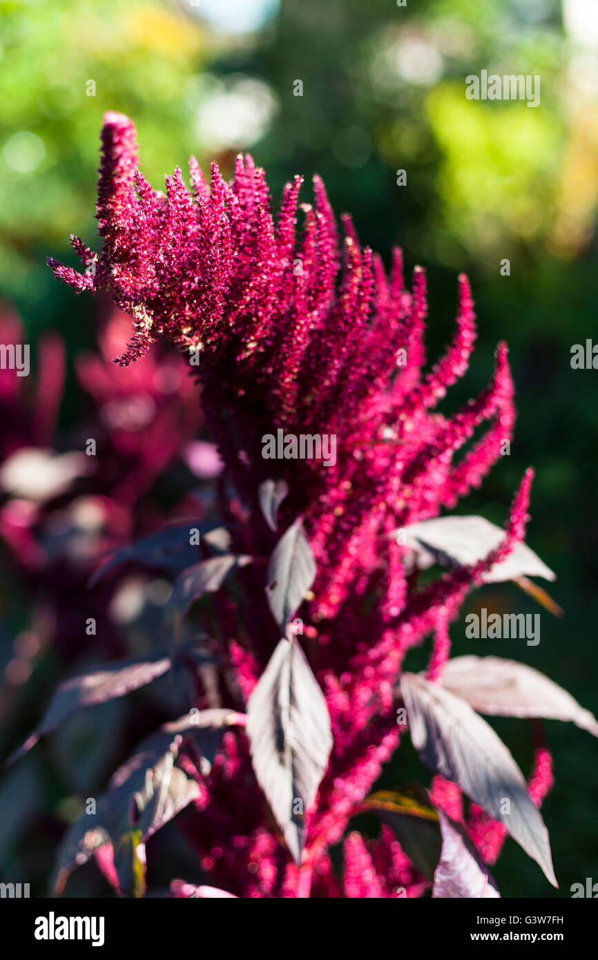 Strange red flower hi-res stock photography and images - Alamy