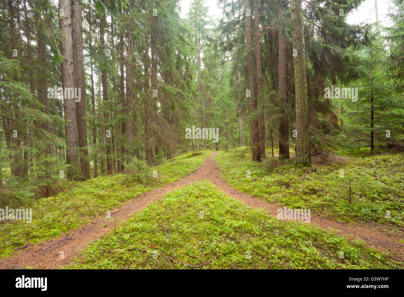 A single alpine path splits in two different directions. It's an ...