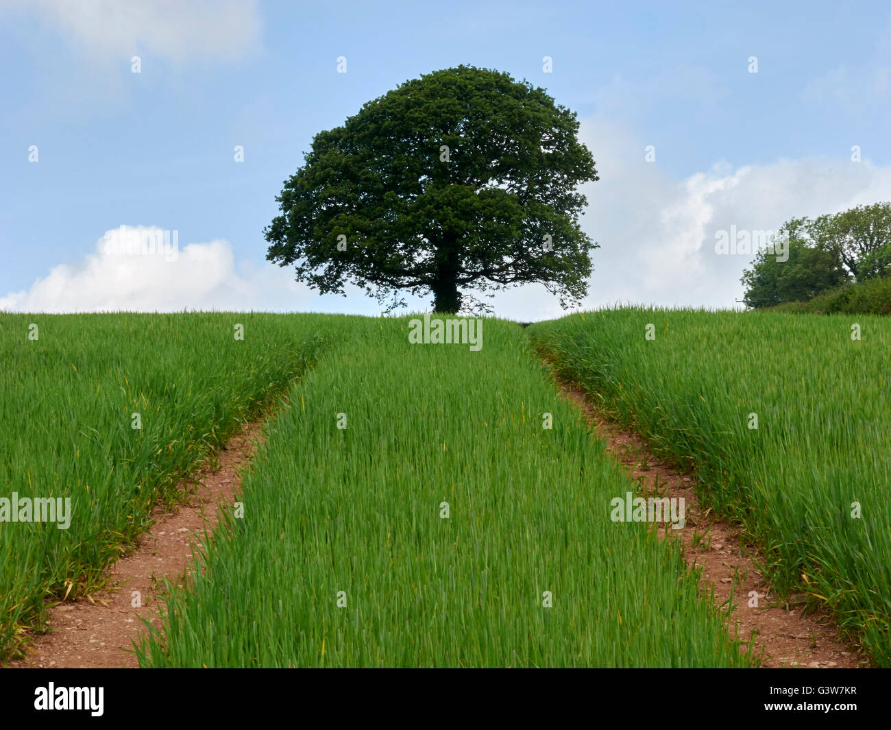 Crop tree hi-res stock photography and images - Alamy