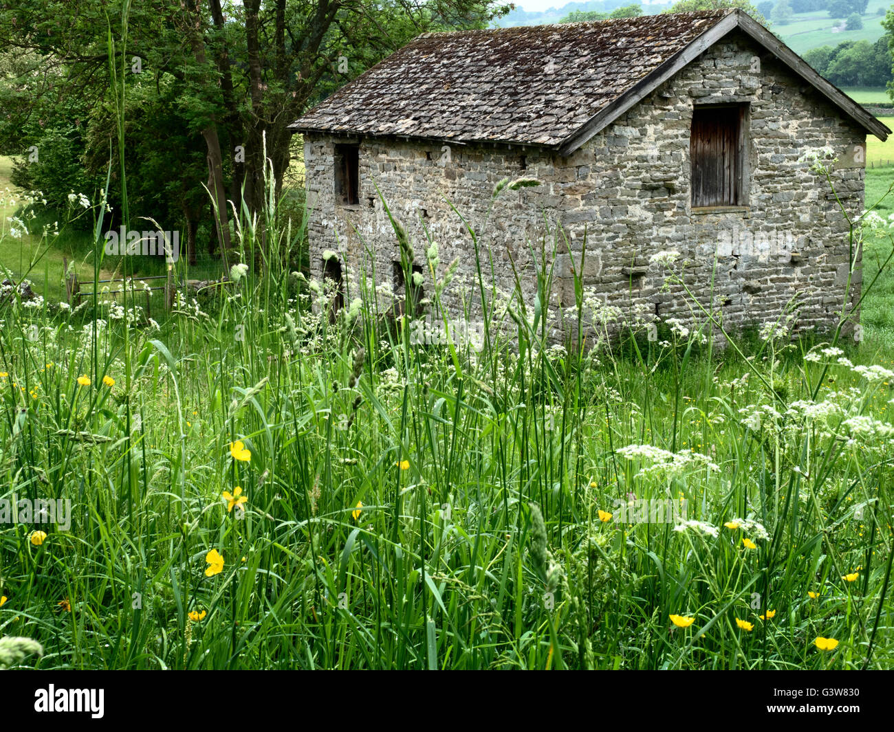 Long summer grasses hi-res stock photography and images - Alamy