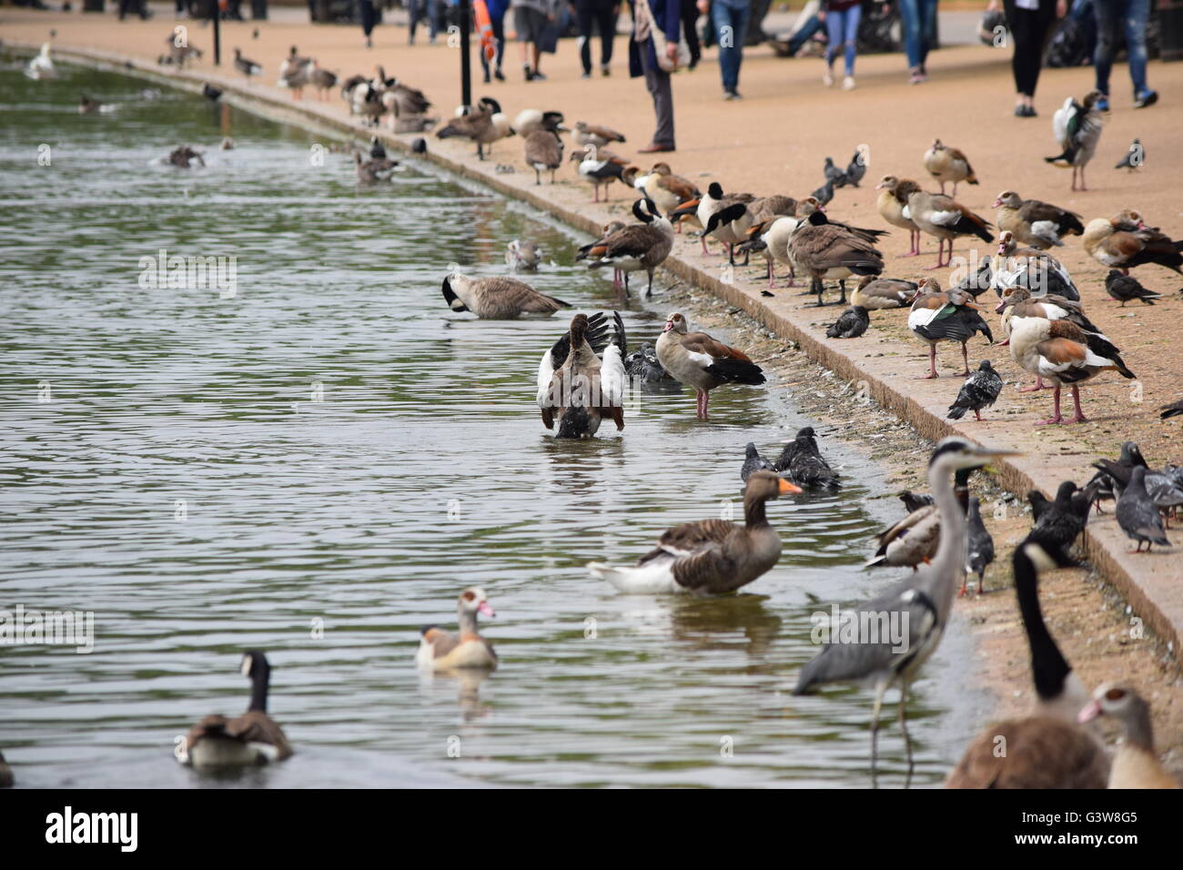 Water birds hi-res stock photography and images - Alamy