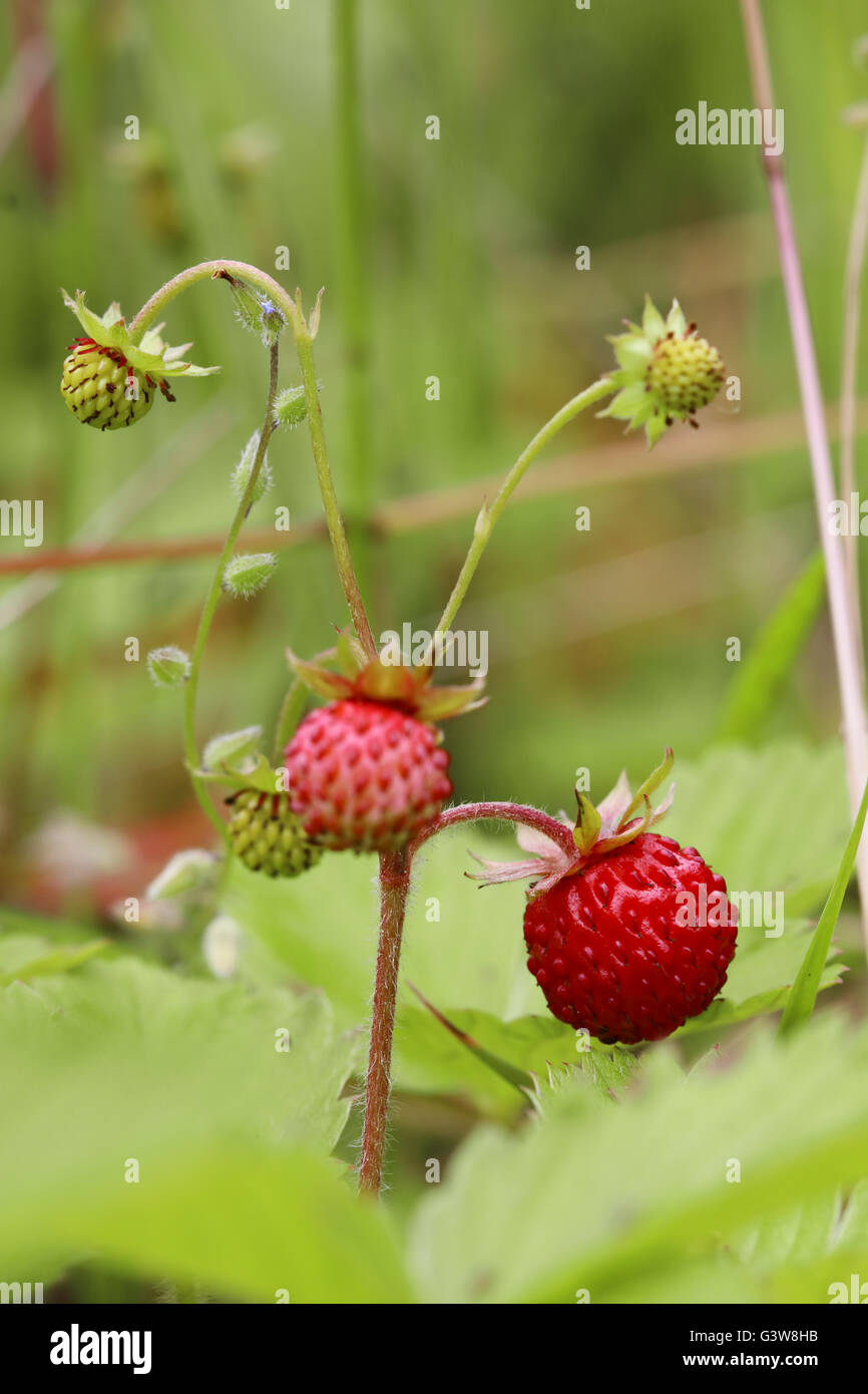 Forest products hi-res stock photography and images - Alamy