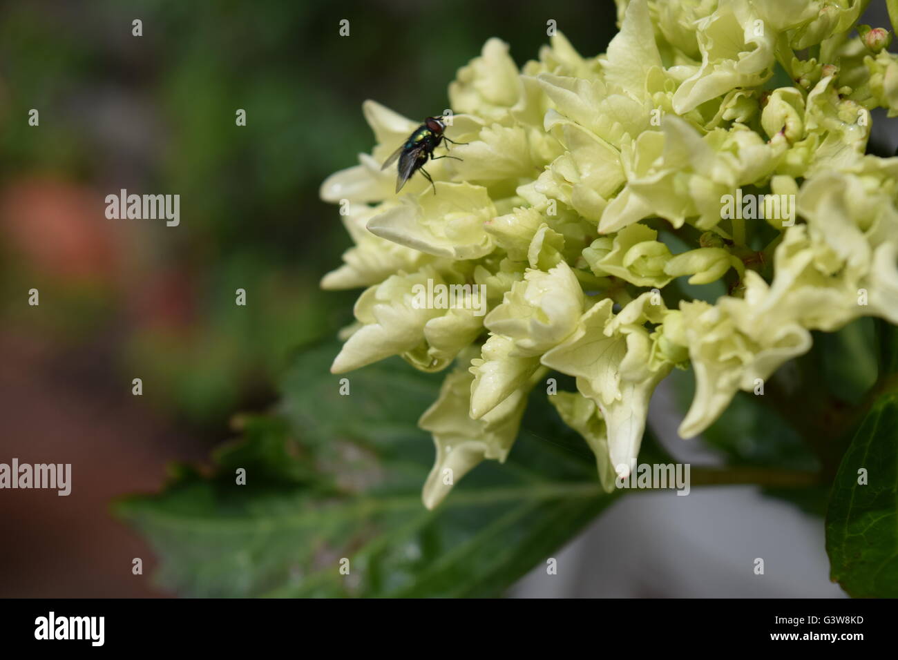 Hortensia plants hi-res stock photography and images - Alamy