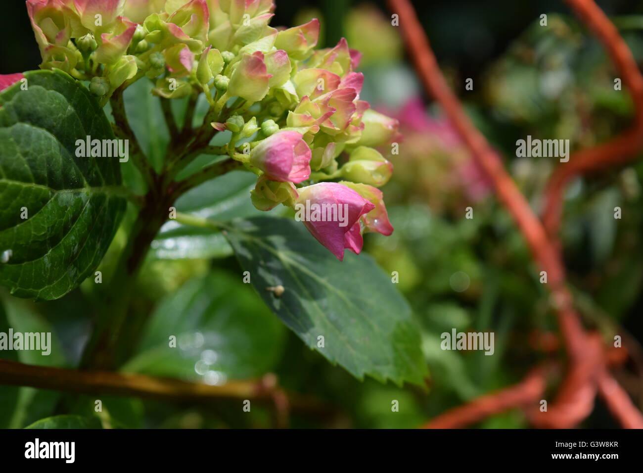 Hortensia plants hi-res stock photography and images - Alamy