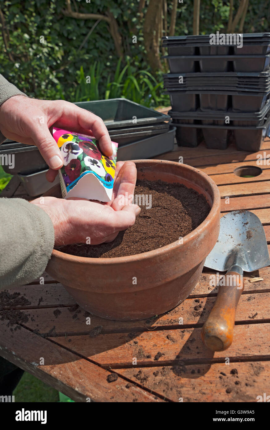 Close up of gardener person man planting pansy seeds flower seed in a ...