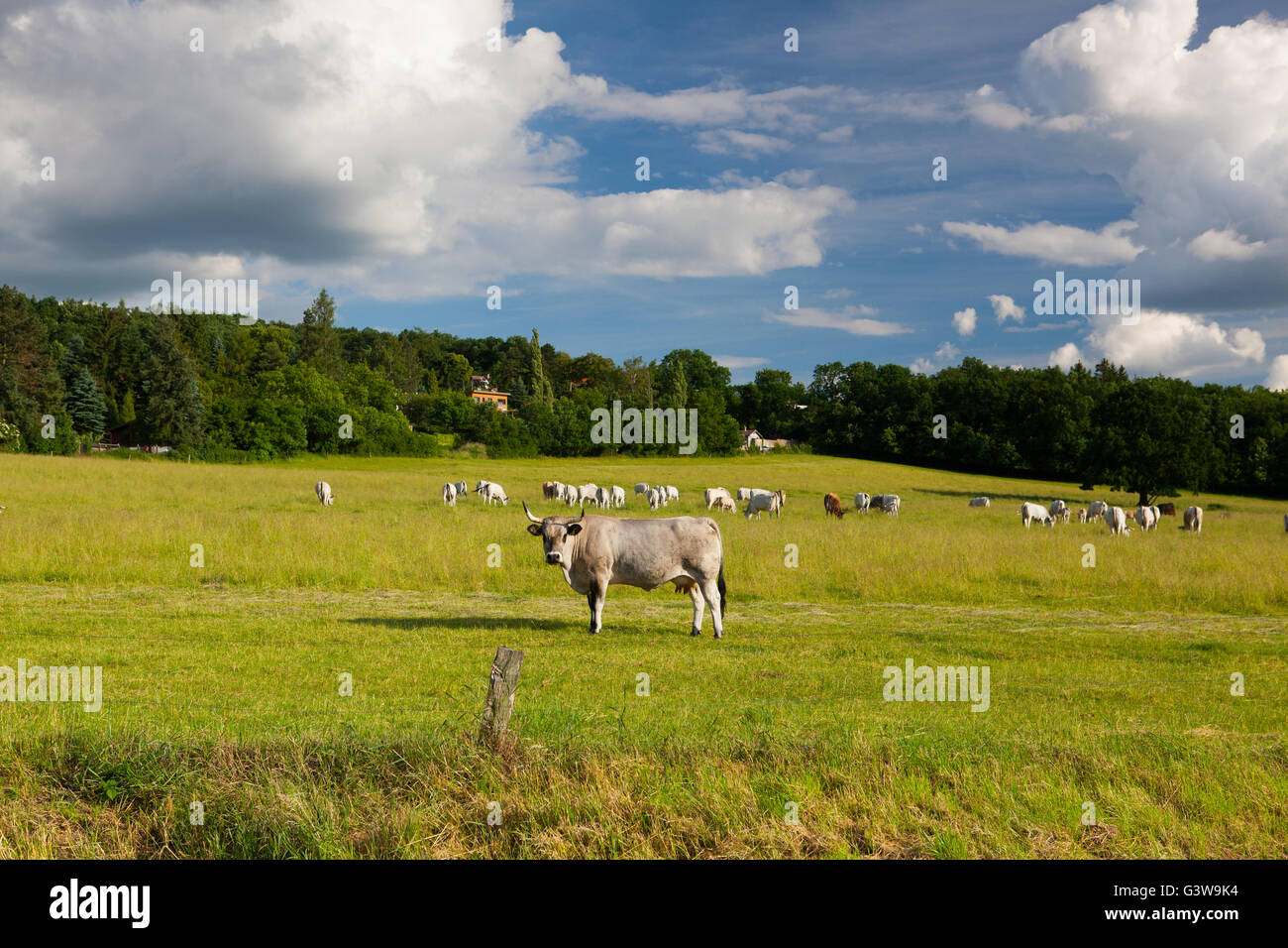 The leader of herd cows on a summer pasture in twilight Stock Photo - Alamy