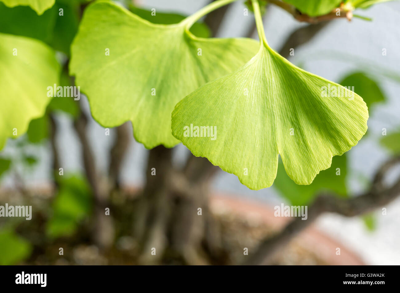 Ginko biloba spring hi-res stock photography and images - Alamy