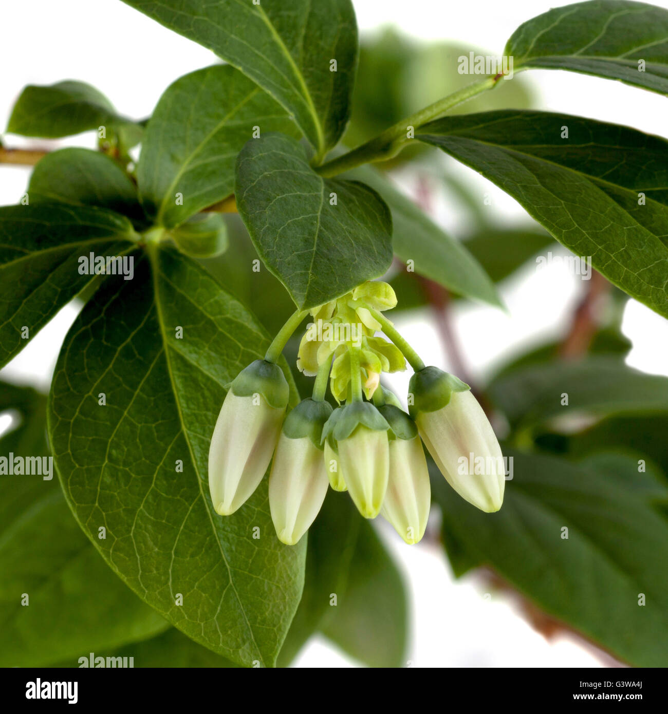 Blueberry flower hi-res stock photography and images - Alamy