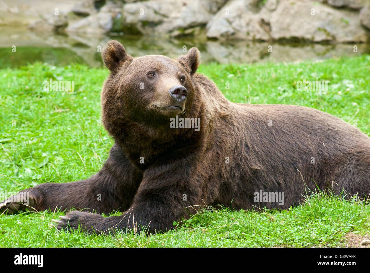 Close up of a grizzly bear, Pyrenees, France. Bear in captivity Stock ...