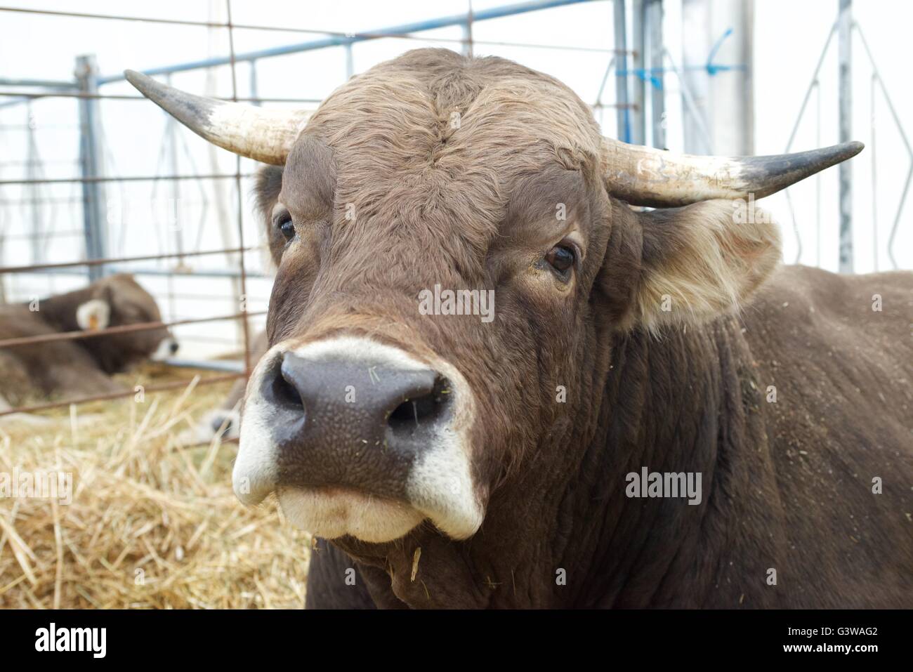 Close-up of a bull in a cattle fair Stock Photo - Alamy